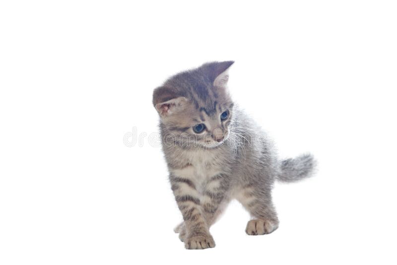 Sweet little Cats stock image. Image of whisker, kitten - 18296627