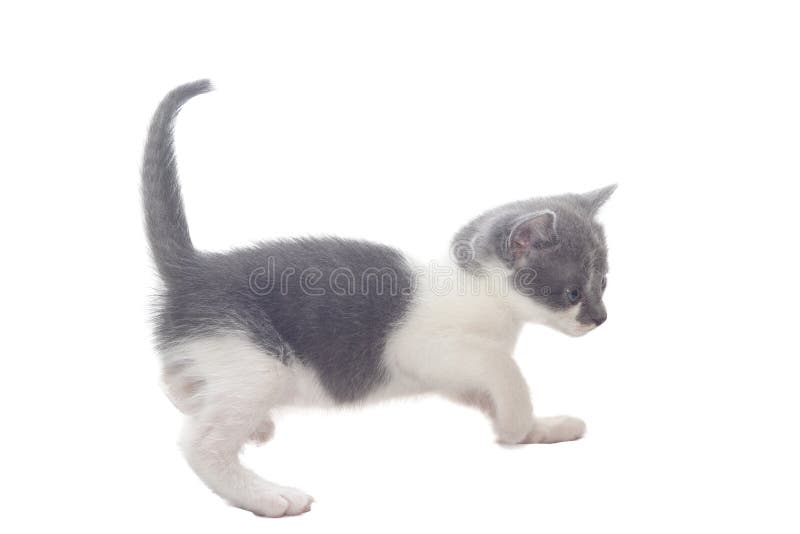 Sweet little Cats stock image. Image of whisker, kitten - 18296627