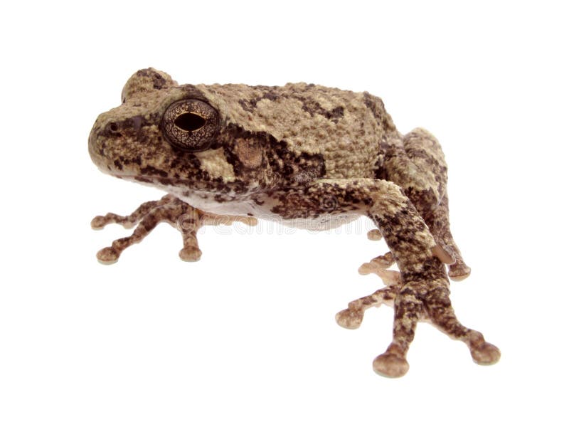 Sweet little frog stock photo. Image of nature, toad - 10510692