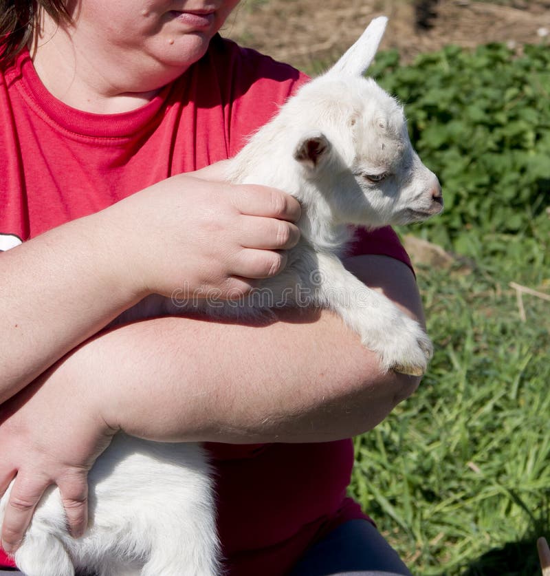 Sweet little goat stock image. Image of young, summer - 53724047
