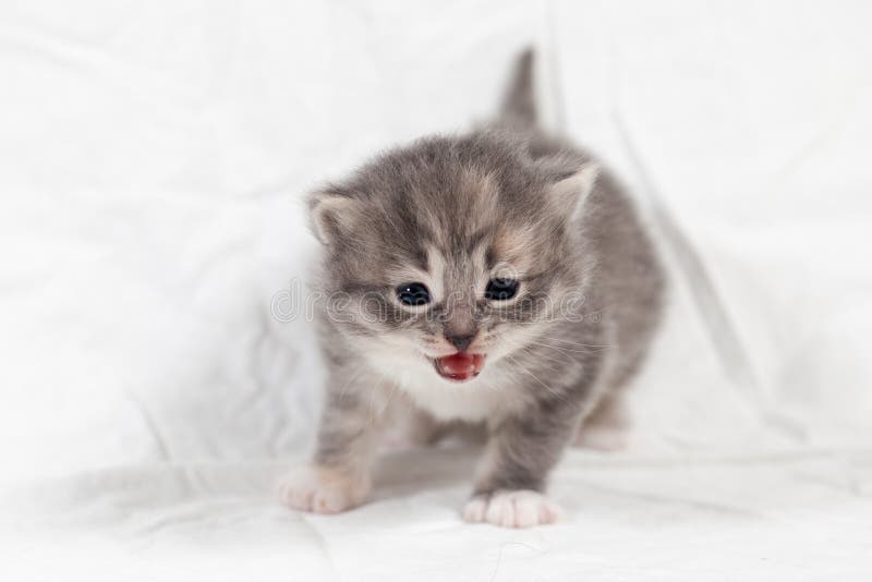 Sweet Little Gray Kitten in the Photo Studio Stock Image - Image of ...