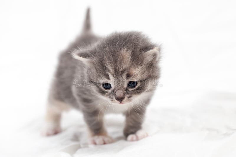 Sweet Little Gray Kitten in the Photo Studio Stock Image - Image of ...
