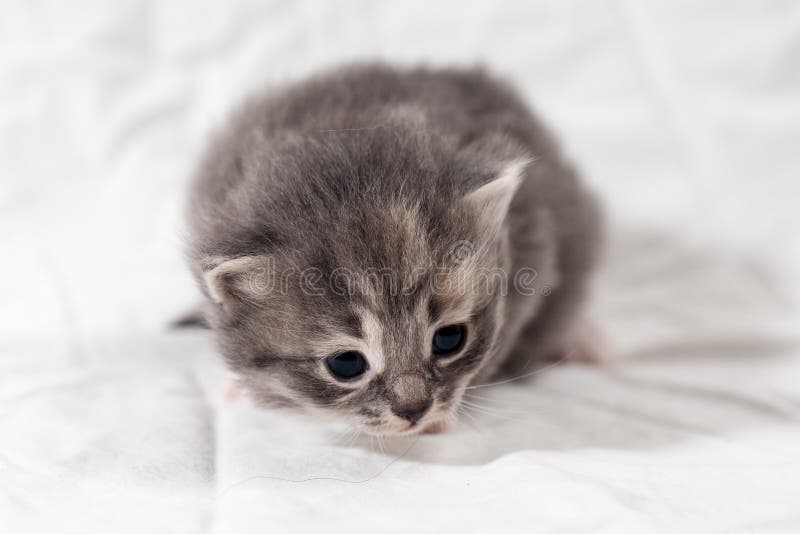 Sweet Little Gray Kitten in the Photo Studio Stock Photo - Image of ...