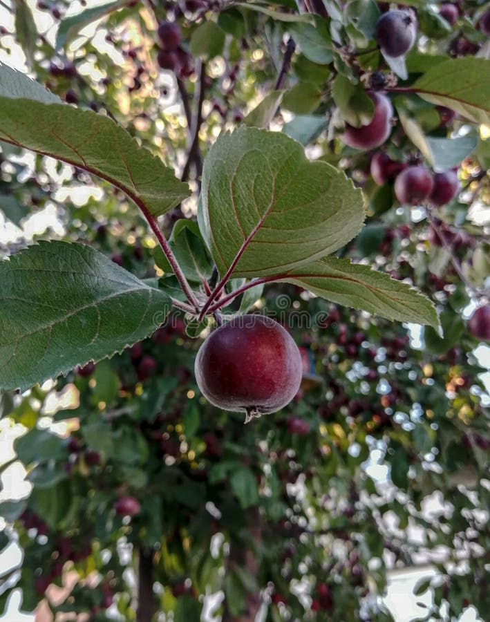 Sweet Little Japan Apple stock image. Image of sweet - 253435411