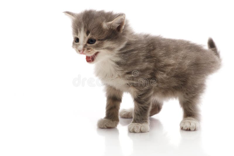 Sweet little kitten stock photo. Image of meowing, animal - 29748454