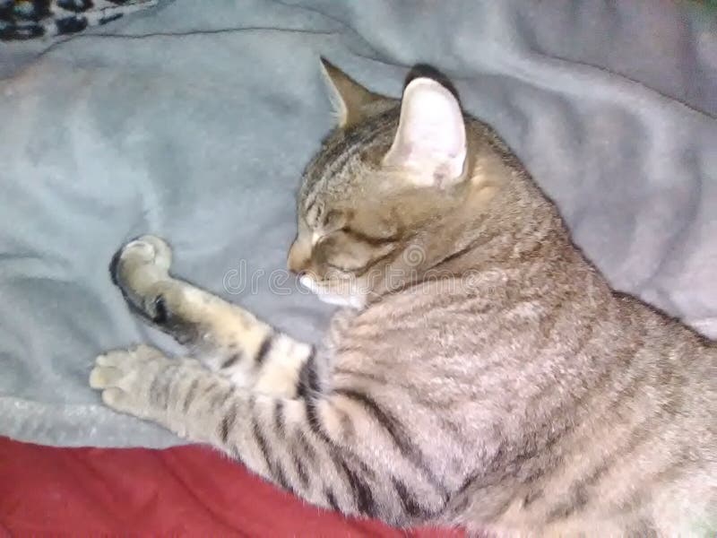 Cat Photography stock image. Image of kitty, sweet, little - 114640891