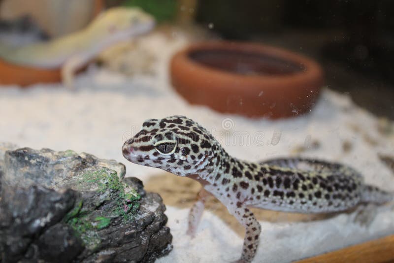 Eublepharis Macularius. Leopard Gecko Stock Photo - Image of yellow ...