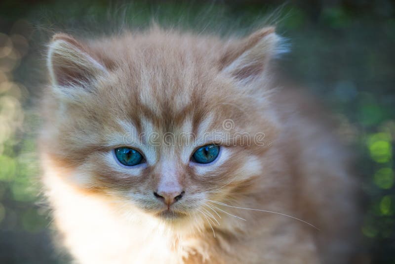 Sweet little orange kitten stock image. Image of nose - 44779017