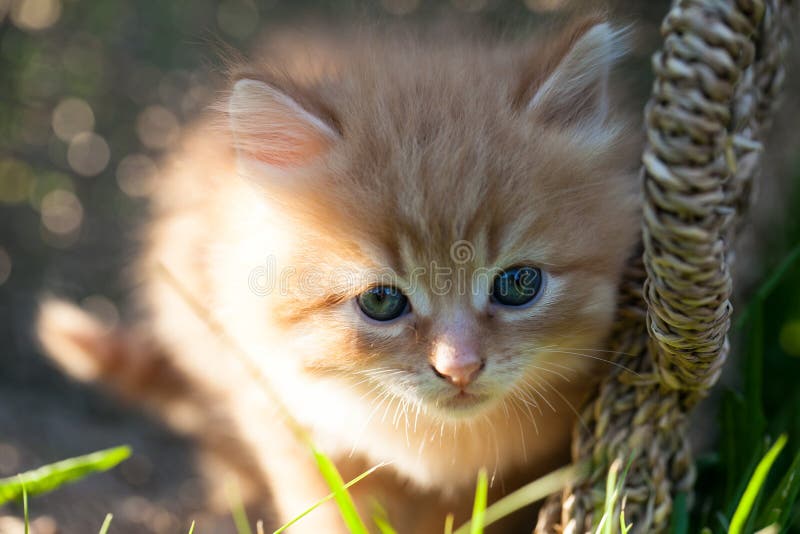 Sweet little orange kitten stock image. Image of pets - 44779025