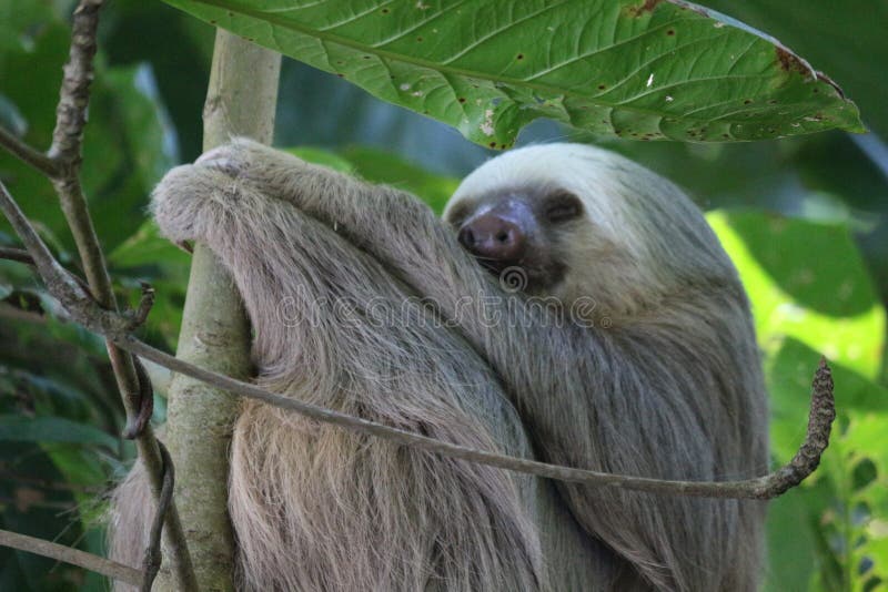 Sweet Little Sloth in a Tree Stock Photo - Image of sweet, central ...