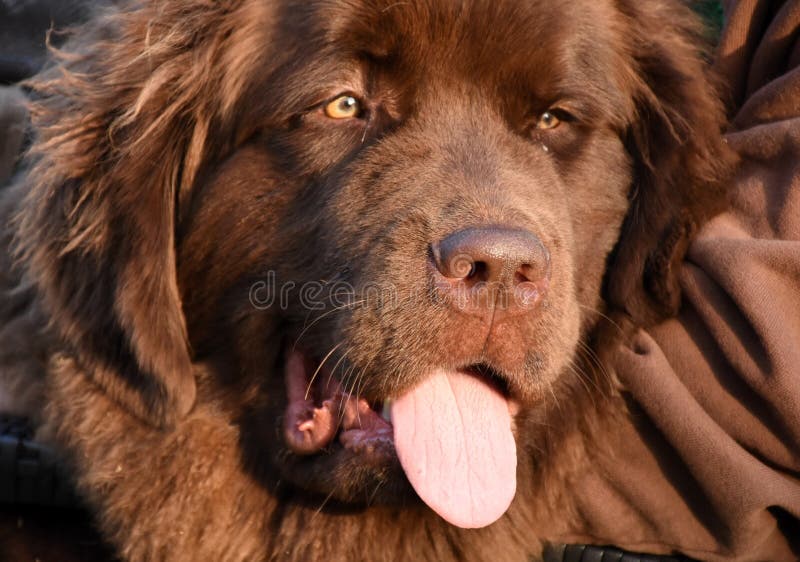 595 Brown Newfoundland Dog Photos - Free & Royalty-Free Stock Photos ...