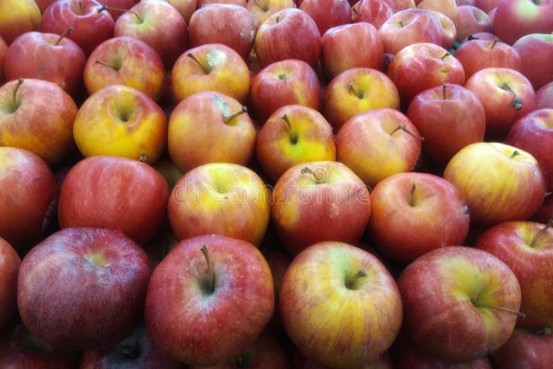 Im Looking for Apples in EdenÂ´s Garden Stock Photo - Image of venemous ...