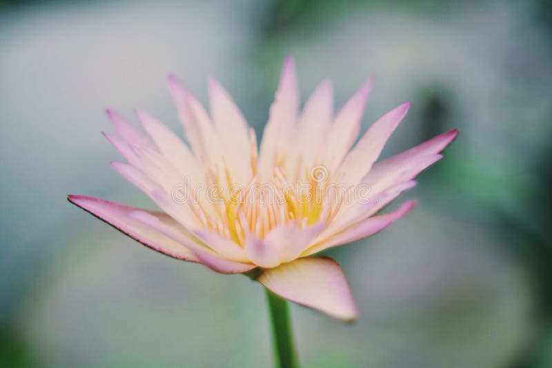 Sweet lotus editorial photo. Image of flower, time, beautiful - 47348316