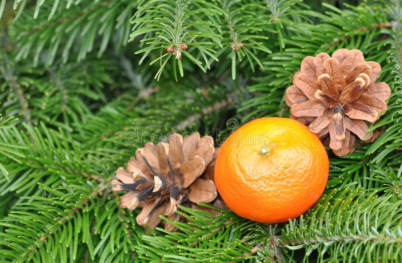 Sweet Mandarin and Pine Cones on Green Christmas Tree Stock Photo ...