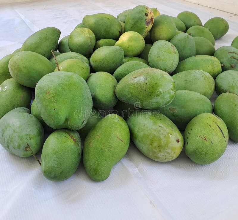 Sweet Mango Fruit Just Picked from the Tree Stock Image - Image of tree ...