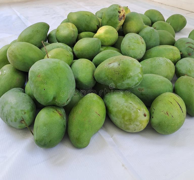 Sweet Mango Fruit Just Picked from the Tree Stock Image - Image of tree ...