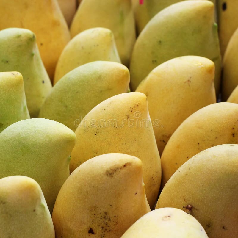 Sweet mango stock photo. Image of fresh, asian, mango - 31973226