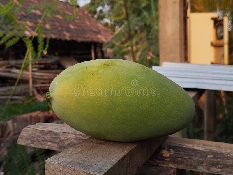 A Sweet Mango Looks so Fresh. Stock Image - Image of fresh, looks ...