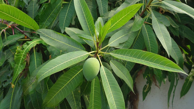 Sweet Mango Summer Mango Fruit Plant Stock Image - Image of tree ...