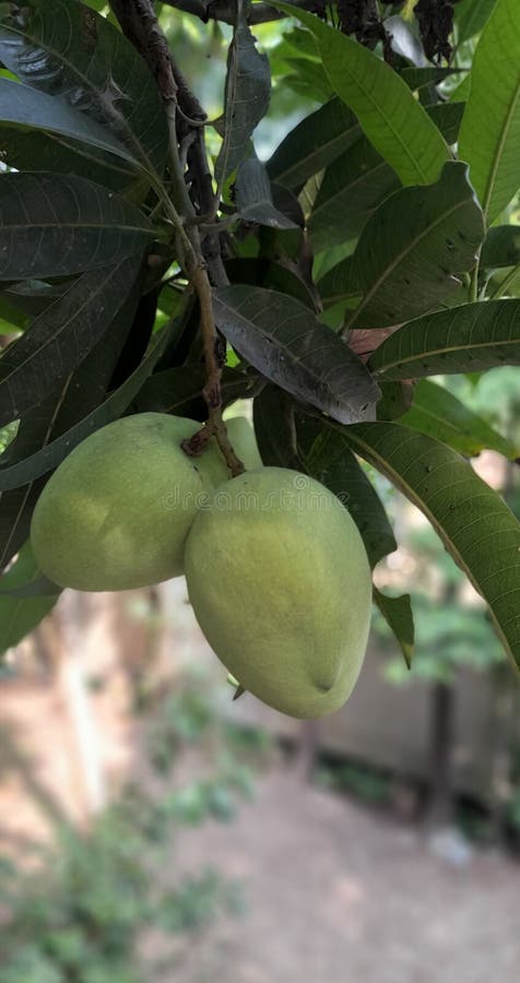 Sweet mango tree stock photo. Image of garden, plant - 246735434