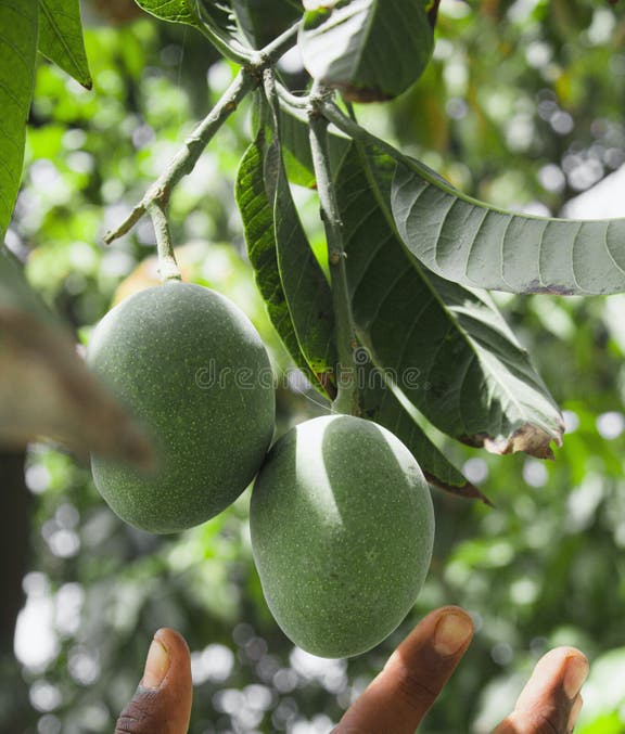 Sweet Mango stock photo. Image of farm, indian, fruit - 286963008