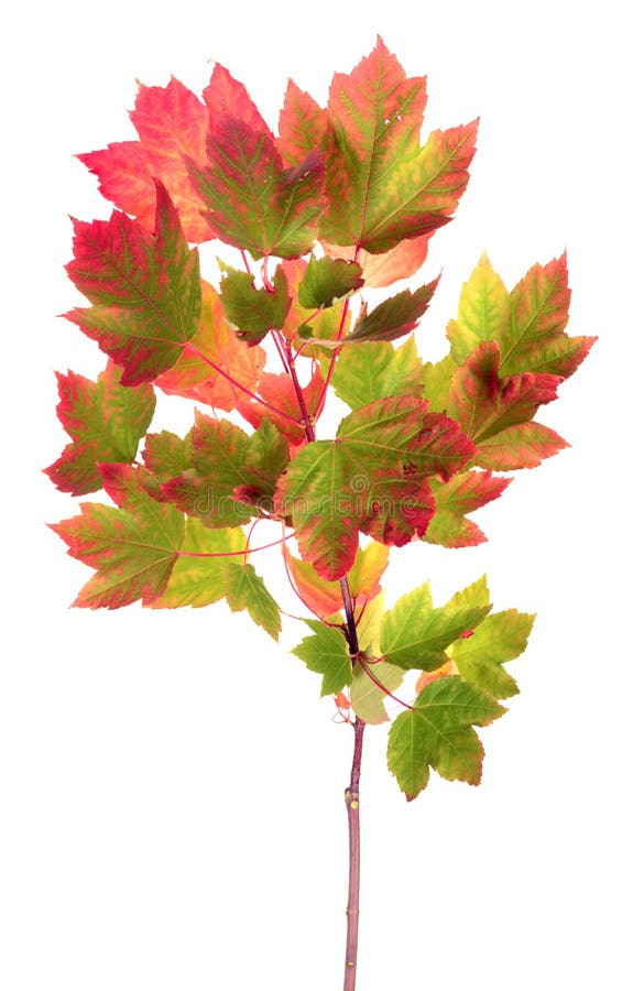 Sweet maple leaves stock photo. Image of isolated, bright - 160144044