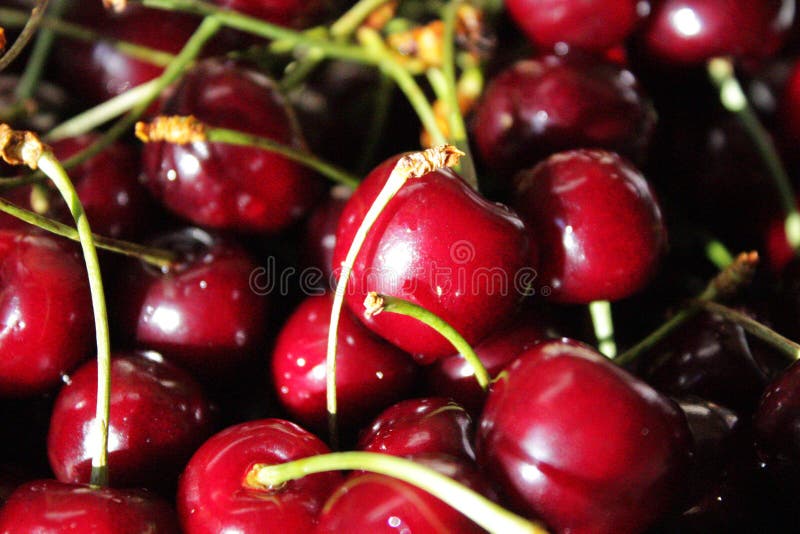 Sweet maroon cherries stock image. Image of heap, nature - 55074493
