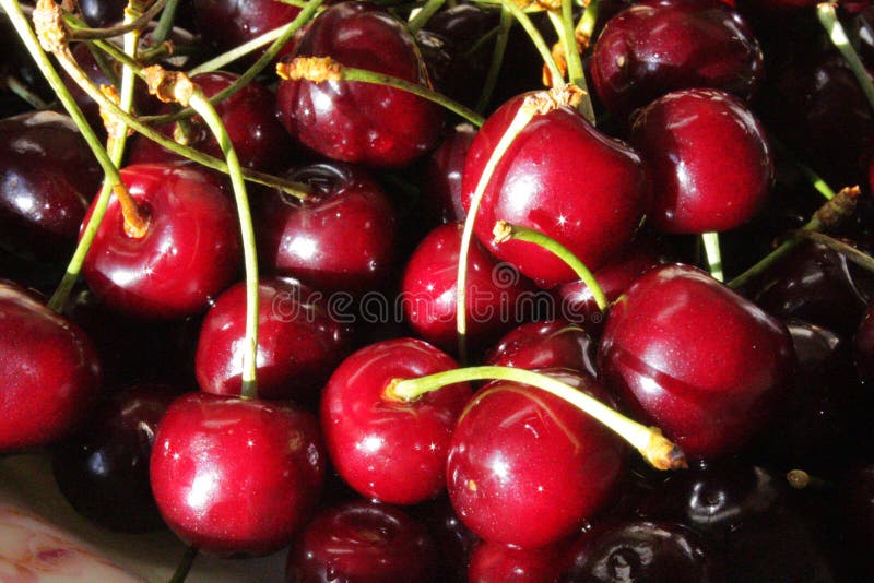 Sweet maroon cherries stock photo. Image of sweet, food - 55075064