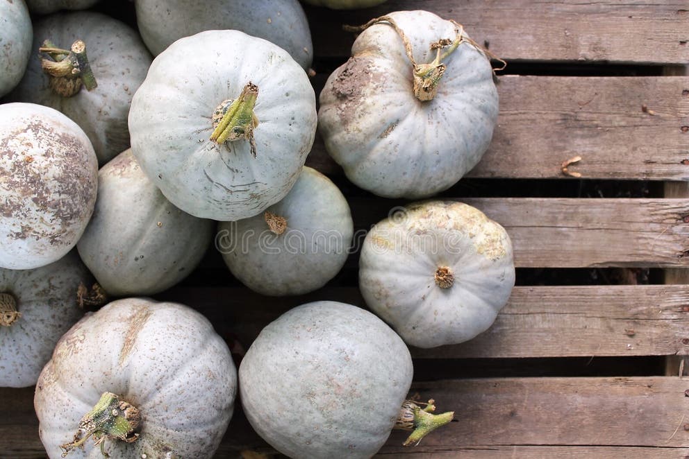 Sweet Meat Squash on Rustic Pallet Backround Stock Photo - Image of ...