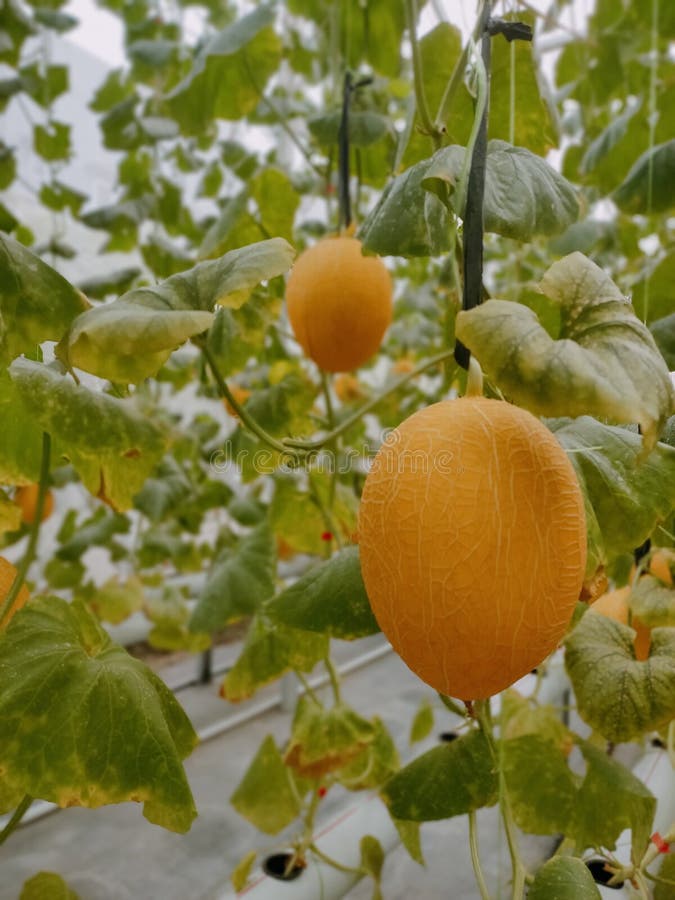 Sweet Melon Fresh Nicesly Done Green Stock Photo - Image of fresh ...