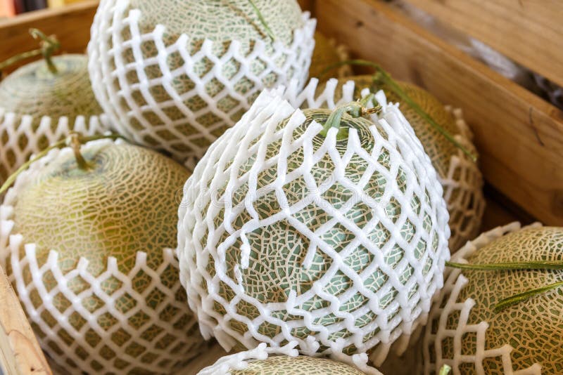 Sweet melon raw stock photo. Image of food, green, honeydew - 48581298