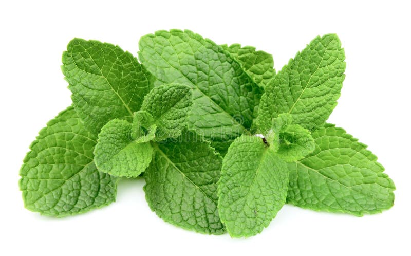 Sweet mint closeup stock photo. Image of leafs, sweet - 23701416