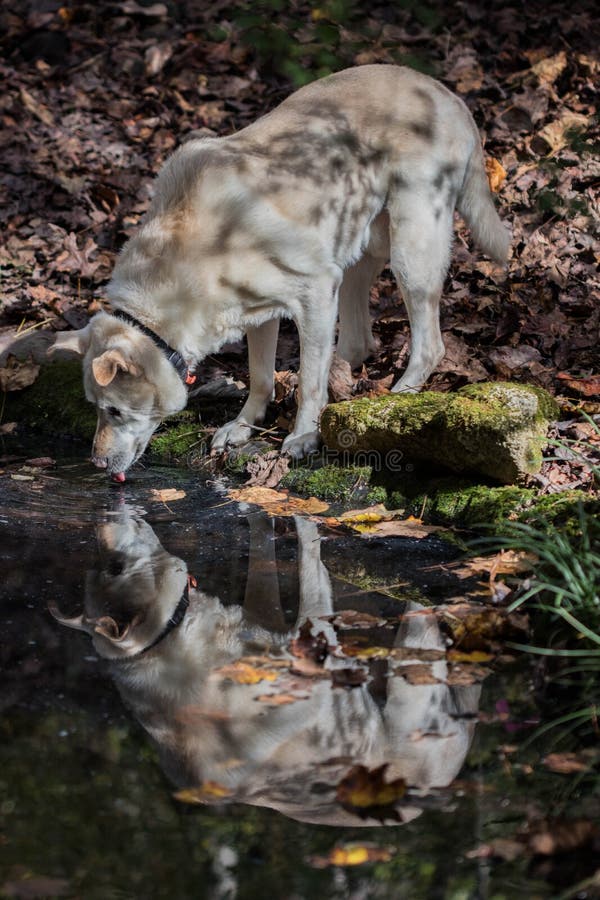 Reflection of a Large Dog stock photo. Image of doggy - 207643832
