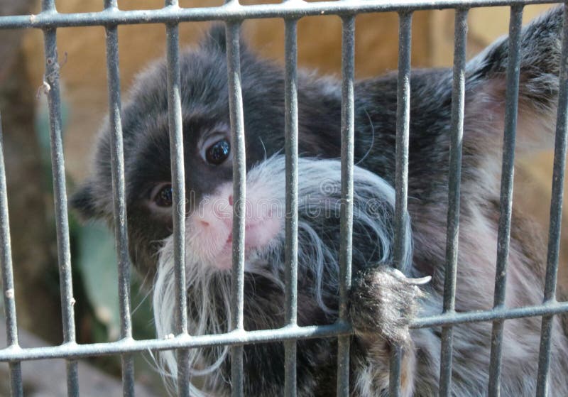 Sweet Monkey stock photo. Image of sweet, monkey, please - 137268136