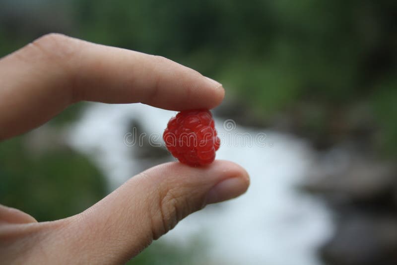 Sweet mountain raspberry stock photo. Image of finger - 223416540
