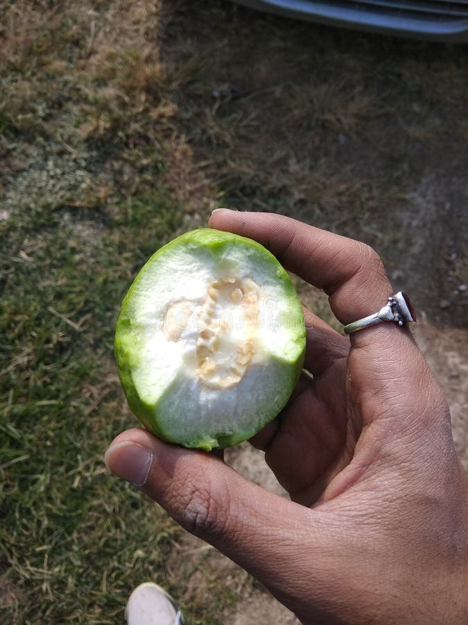 Sweet Nd Fresh Green Gawa Fruit Stock Photo - Image of green, fresh ...