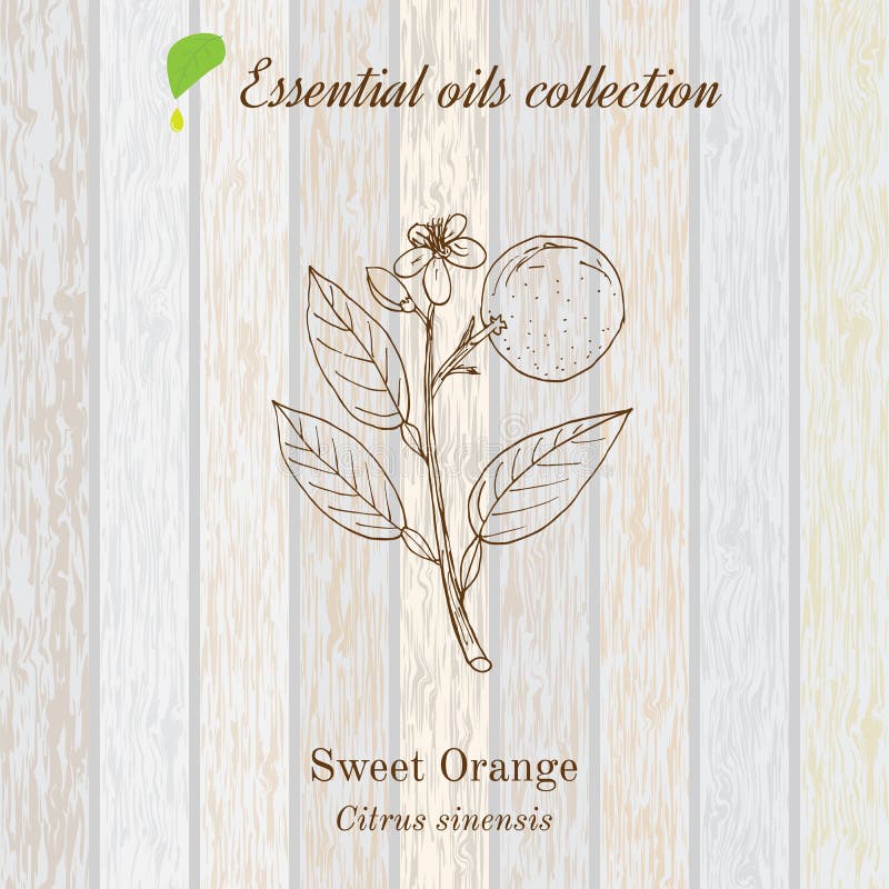 Sweet Orange, Essential Oil Label, Aromatic Plant Stock Vector ...