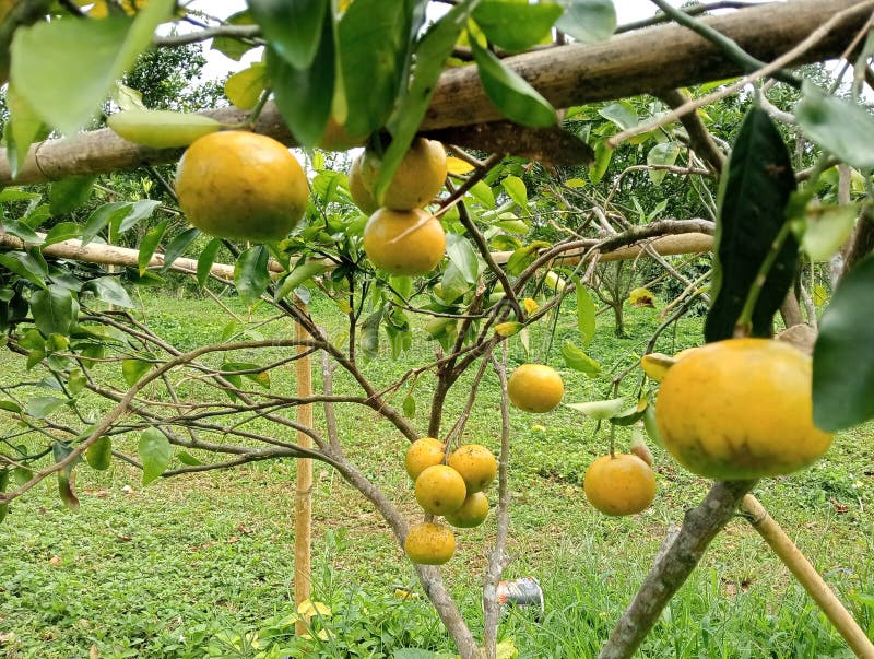 Sweet Orange Fruit Ripening on the Tree Stock Photo - Image of ripening ...