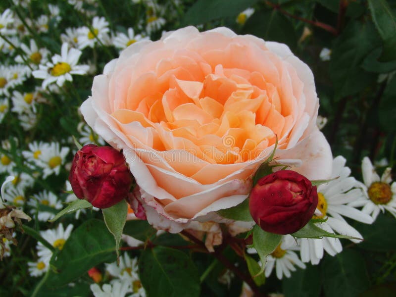 Sweet Orange stock image. Image of beautiful, fragrant - 151309737