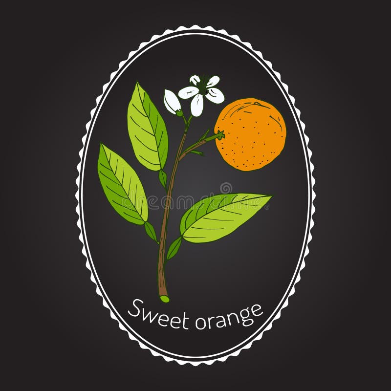 Sweet orange stock vector. Illustration of fruit, plant - 79625107