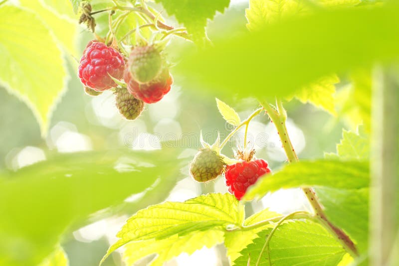 Sweet Organic Raspberries on the Bush Stock Photo - Image of growing ...