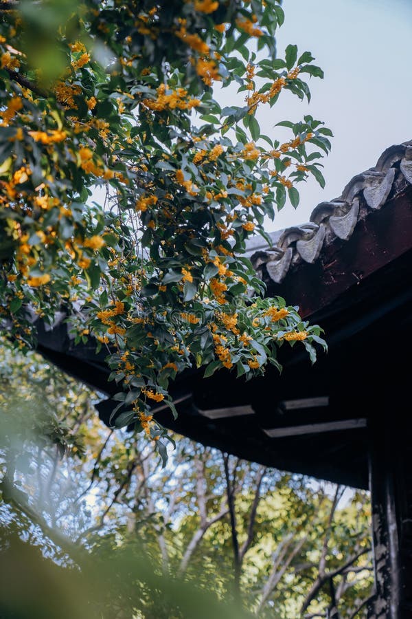 Sweet Osmanthus and Chinese Classical Architecture Stock Photo - Image ...