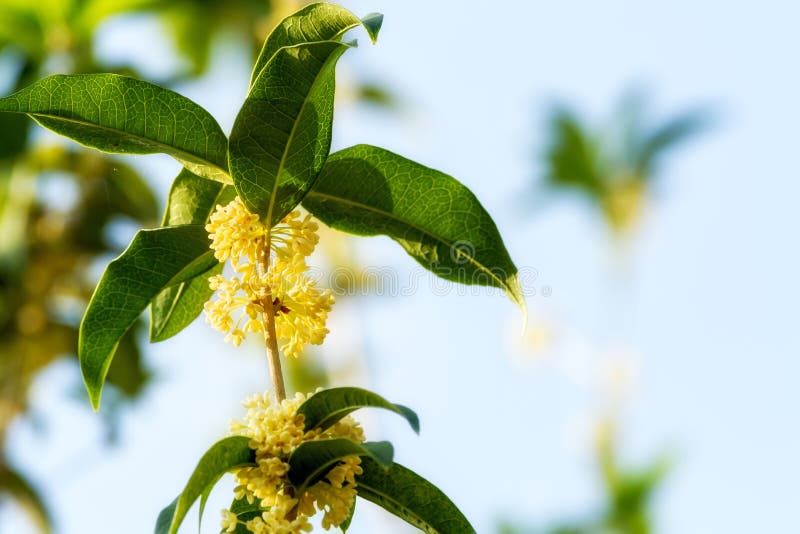 Sweet Osmanthus Flower Stock Images - Download 240 Royalty Free Photos