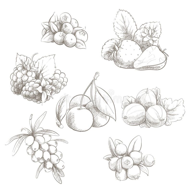 Sweet outline berries stock vector. Illustration of fruit - 125513611