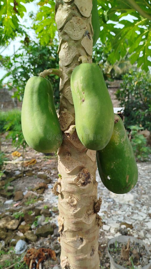 Sweet Papaya Fruit Ready To Be Harvested Stock Image - Image of ready ...