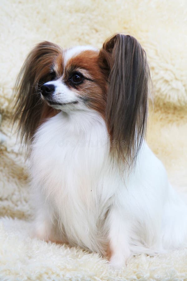Sweet papilon dog stock photo. Image of looking, beauty - 128211404
