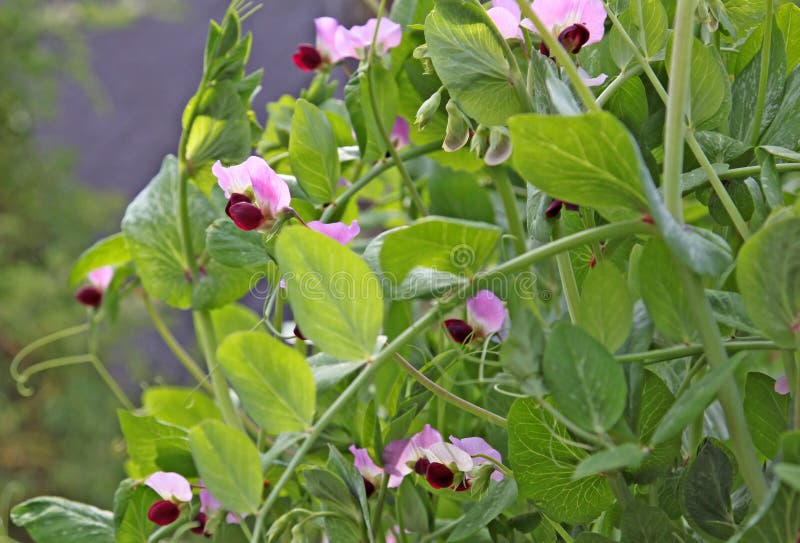 Sweet Pea stock image. Image of crisp, fiber, spring - 13336375