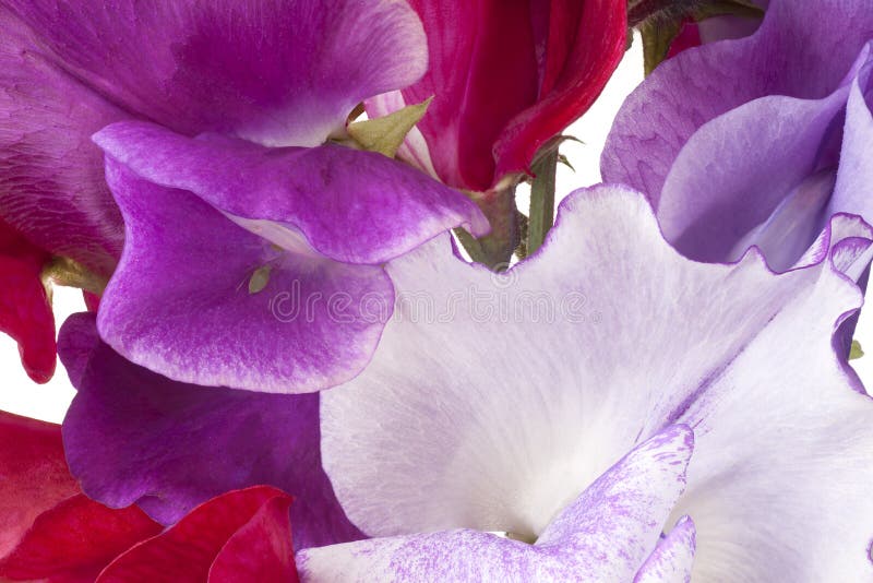 Sweet pea background stock photo. Image of annual, macro - 141538738
