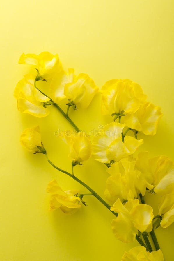 Yellow Sweet Pea Background Stock Photo - Image of gift, closeup: 26152288