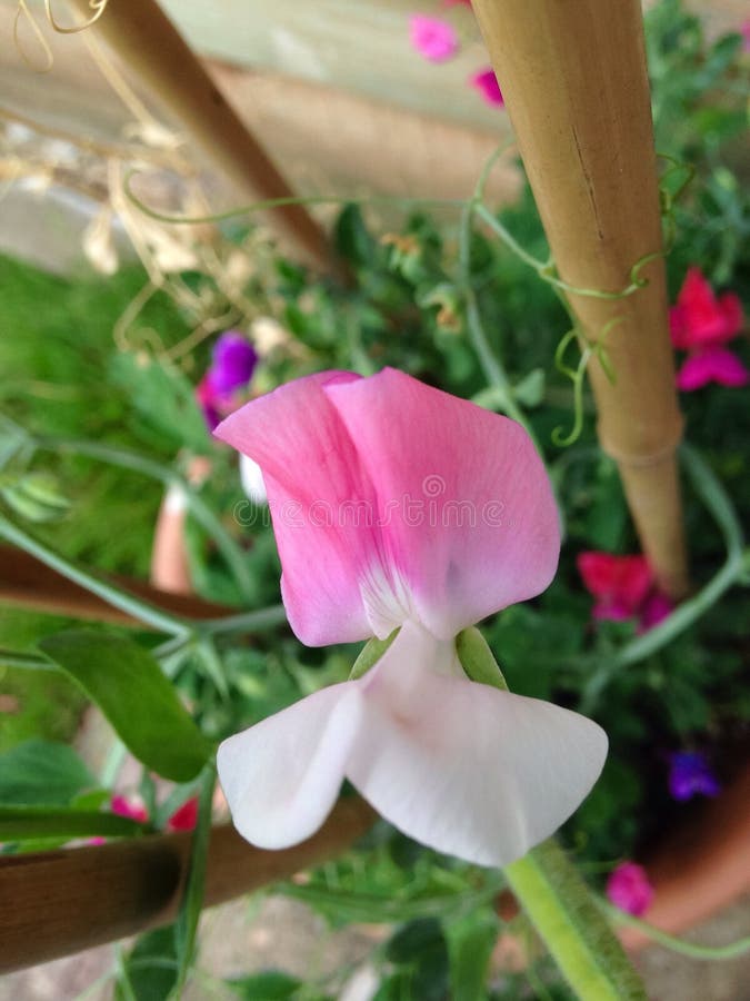 Sweet Pea Flower stock image. Image of bean, single, perfection - 76408669